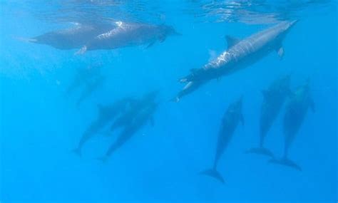イルカの群れ Est Toumaのブログ