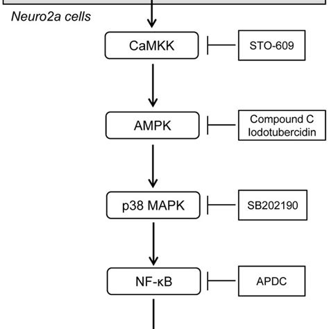 Schematic Diagram Illustrating The Proposed Signaling Pathway Involved