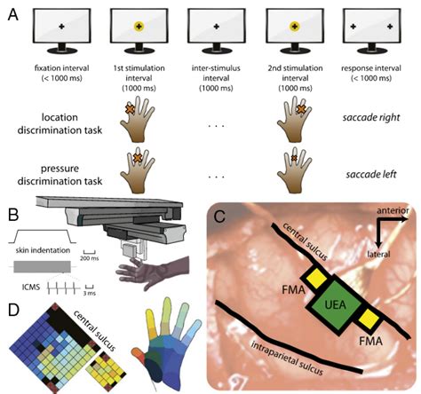 Restoring Touch For Amputees Using A Touch Sensitive Prosthetic Hand