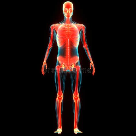 Anatomía De Las Articulaciones óseas Del Sistema De Esqueleto Humano Stock de ilustración