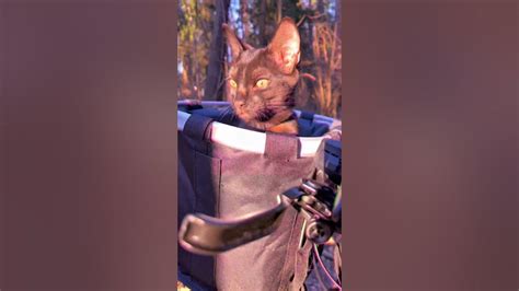 Котииикс ~ з ~🥰 Первая прогулка на велике с Котеком Youtube