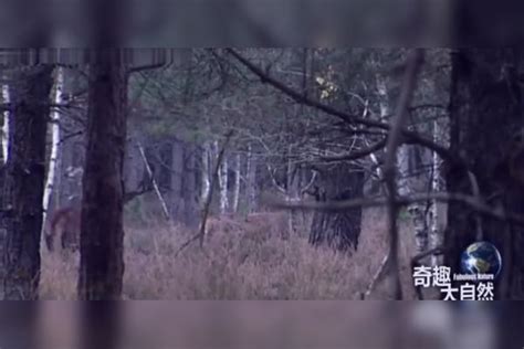 几只雄鹿对首领的妻妾虎视眈眈，首领为保护后宫密切监视雌性动向妻妾为保护后宫