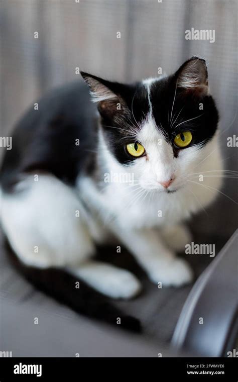 Stray Cat With Clipped Ear Symbolizes It Was Captured By A Rescue Group