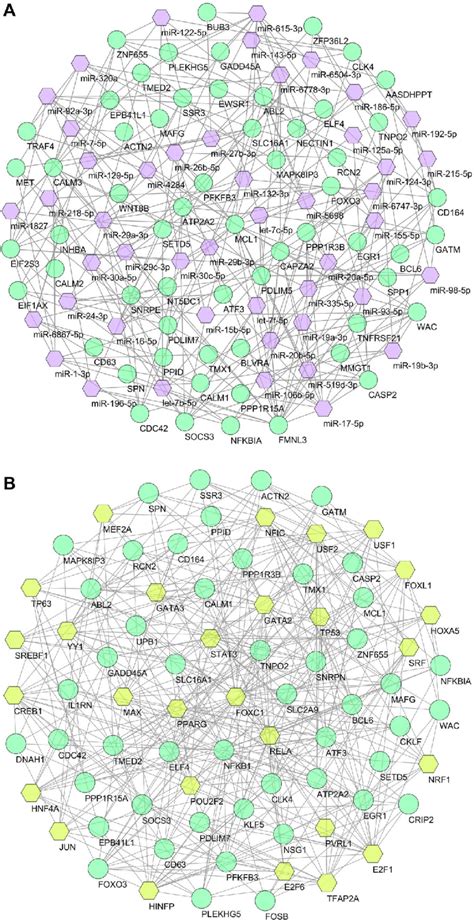 regulatory networks of gene biomarker interactions a interacting