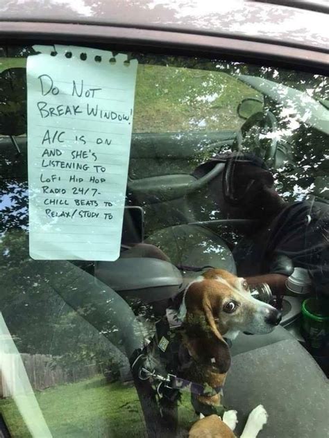 Pin By Mary Lowery Nelson On Dogz Dog Shaming Funny Funny Animals