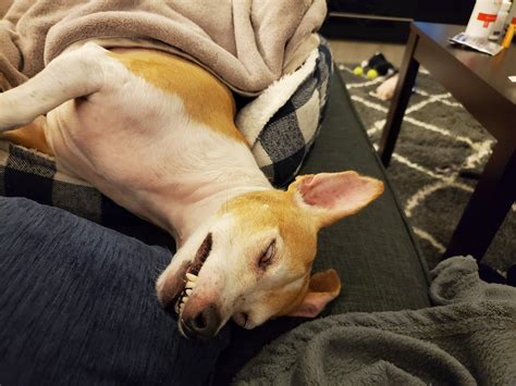He looks like he's possessed when sleeping : r/WhatsWrongWithYourDog