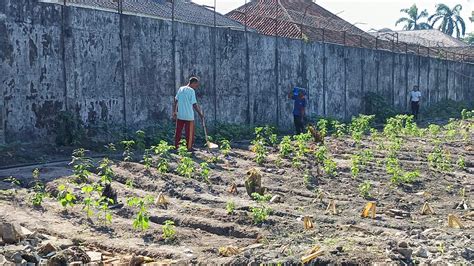 Makin Sedikit Lahan Nganggur, Lapas Tanjung Raja Ogan Ilir Sulap Lahan Terbengkalai Jadi Kebun ...