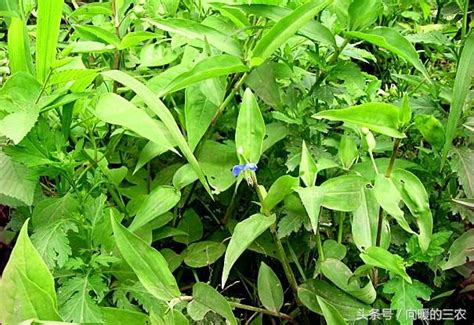 農村這種植物，很多小夥伴都叫不上名字，它對蝮蛇咬傷效果好 每日頭條