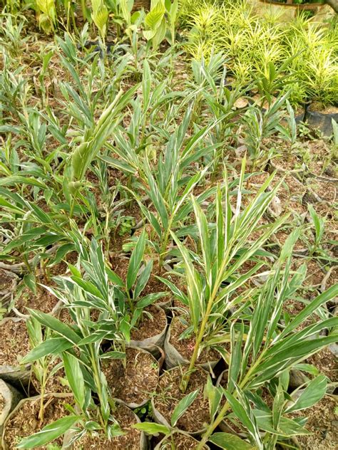 Bakul Kembang Semarang ~ Sinox Nursery