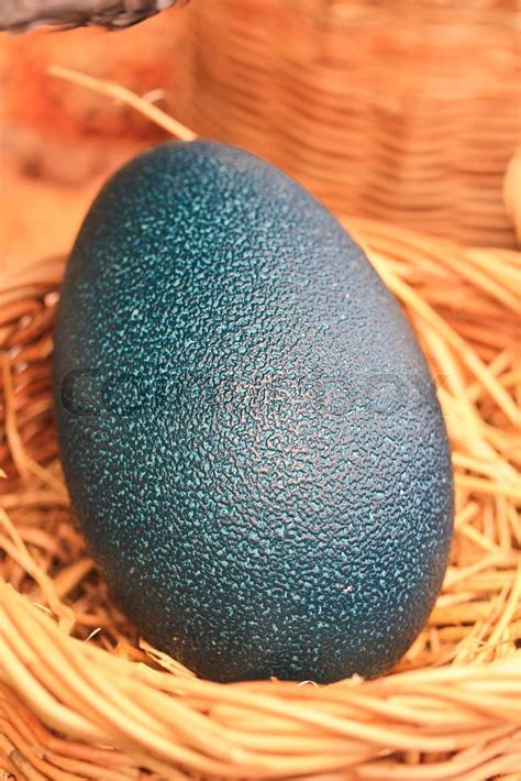 Emu Eggs Stock Image Colourbox