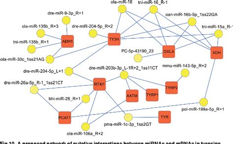 Figure From The Integrated Analysis Of RNA Seq And MicroRNA Seq Depicts MiRNA MRNA Networks