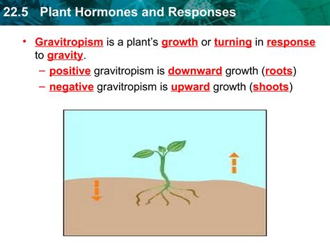 225 Plant Hormonesppt Yang Disesuaikan Dengan Ppt Endocrine And