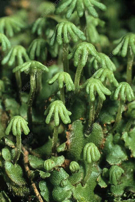 Liverworts Plants Microscope