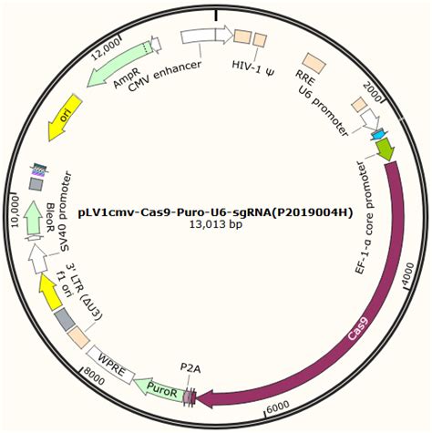 敲除慢病毒 南京科瑞斯生物科技股份有限公司