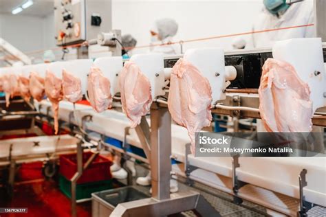 육류 가공 공장 치킨 필렛 생산 라인 현대 식품 공장의 자동화 된 생산 라인 컨베이어 벨트 식품현대 가금류 가공 공장 제조에