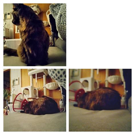 マヌルネコ ねこのおうち