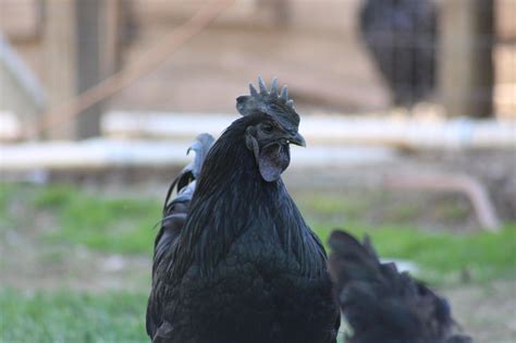 Older Pullet Hens 8 To 11 Weeks Old Chicken Scratch Poultry