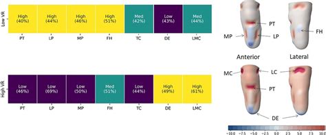 Frontiers Insights Into The Spectrum Of Transtibial Prosthetic Socket