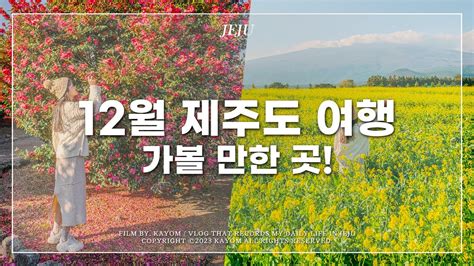 🌺 12월 제주도 여행 겨울 제주 동백꽃 유채꽃 명소 동백포레스트휴애리제주동백명소 제주 유채꽃 제주살이 제주도