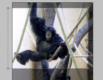 Photoshop Tutorial Cropping Resizing Digiretus Com