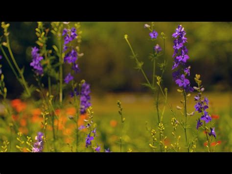 Mothers Day Garden 7 Life Scribe Media Worshiphouse Media