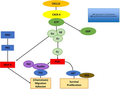 Cxcr‐4 Signalling Pathway Map‐k And Pi3k A Diagram Indicating Cxcr‐4