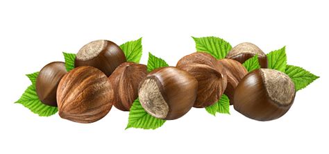 9 헤 즐 넛 쉘 및 쉘 리프 패키지 디자인 요소 없이 근접 촬영 고립 흰색 바탕에 신선한 유기 양 개 암 나무입니다 9 너트 매크로입니다 컬렉션 0명에 대한 스톡 사진 및