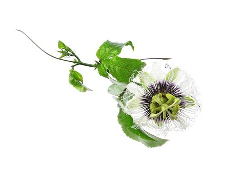 Premium Photo Passion Fruit Flower And Leaves Isolated On White