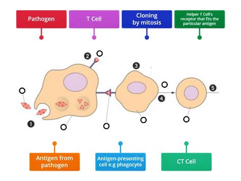 Role Of T Cells Labelled Diagram