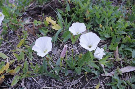 Convolvulus Arvensis