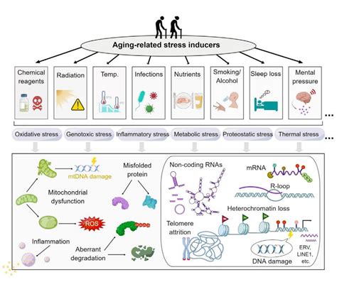 Mol Cell：刘光慧团队等综述应激、表观遗传与衰老之间的复杂关系 澎湃号·湃客 澎湃新闻 The Paper