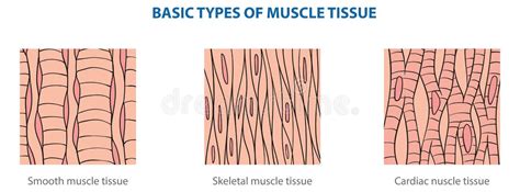 Epithelia Cell Anatomy Stock Illustrations 9 Epithelia Cell Anatomy