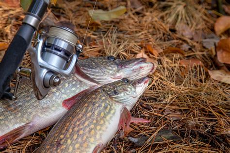 민물 파이크 물고기 가을에 노란 잎에 릴이 달린 민물 파이크 물고기와 낚싯대 두 마리 가을에 대한 스톡 사진 및 기타 이미지 가을 강 계절 Istock