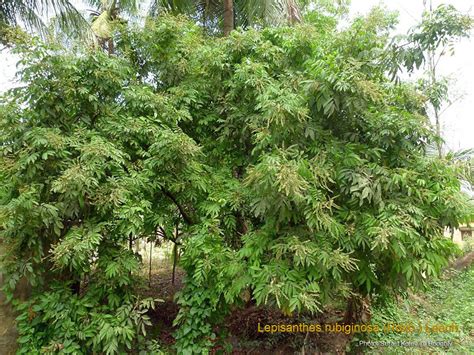 Medicinal Plants Lepisanthes Rubiginosa