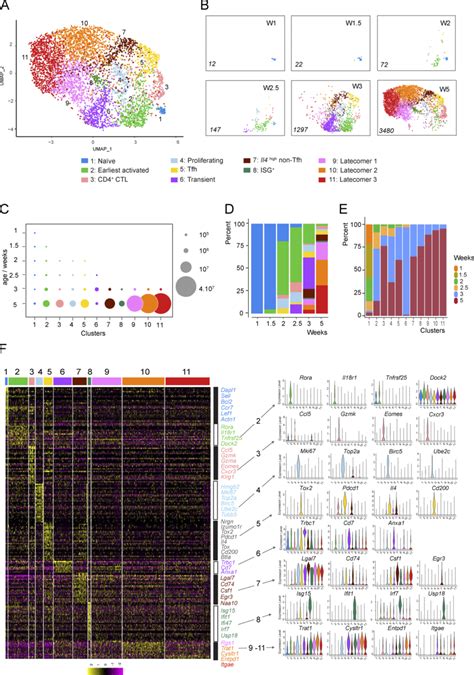 Scrnaseq Analysis Of Lat Y136f Cd4 T Cells Across Six Time Points