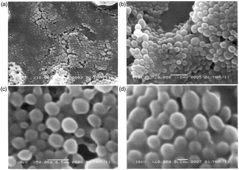 Sem Photomicrographs For Epo Loaded Polymeric Nanoparticles A A Download Scientific Diagram