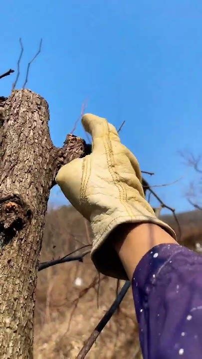 정원에서 키우는 대추나무 겨울 가지치기 Youtube