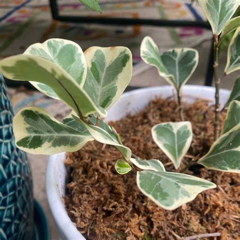 10 Advantages Of Having A Ficus Triangularis Variegata