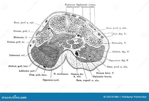 Transverse Section Of The Metacarpal Bone In The Old Book Atlas Der Anatomie By Fischer 1894