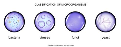 Microorganismos Hongos Protistas Y Bacterias