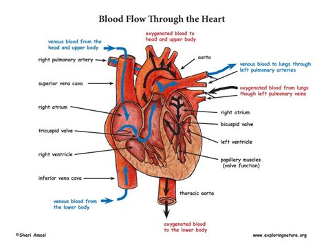 Khan Academy Flow Through The Heart Diagram Blood Heart Thro