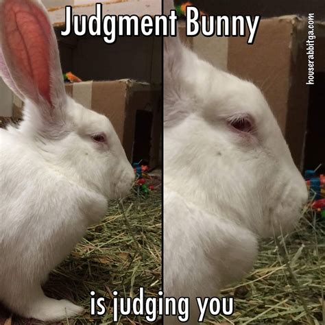 Rabbit Ramblings Funny Bunny Memes