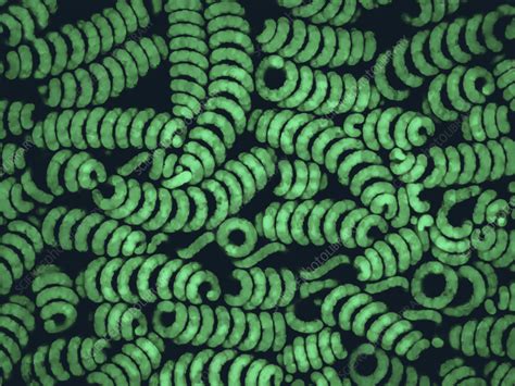 Spirulina Sp Cyanobacteria Light Micrograph Stock Image C056 8445 Science Photo Library