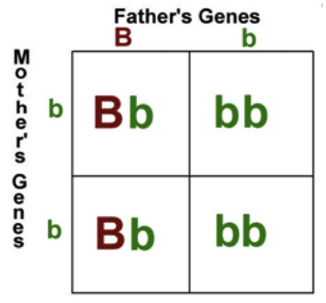 Genetics Quiz 21 Flashcards Quizlet