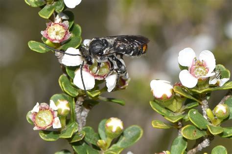 How To Make A Bee Friendly Garden — Soulfully Green