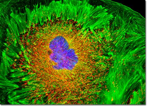 Molecular Expressions Microscopy Primer Specialized Microscopy