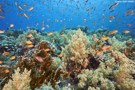 Protect Red Seas Coral Reefs Scientists Urge Sbu News