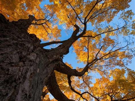Sugar Maple Root System Are Sugar Maple Roots Invasive LeafyJournal