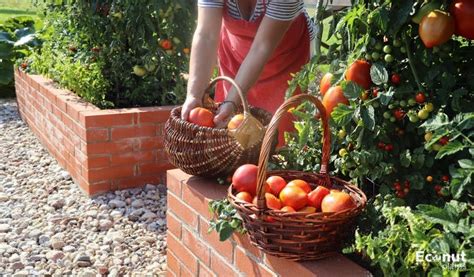 Grow Tomatoes In Raised Beds You Need To Know