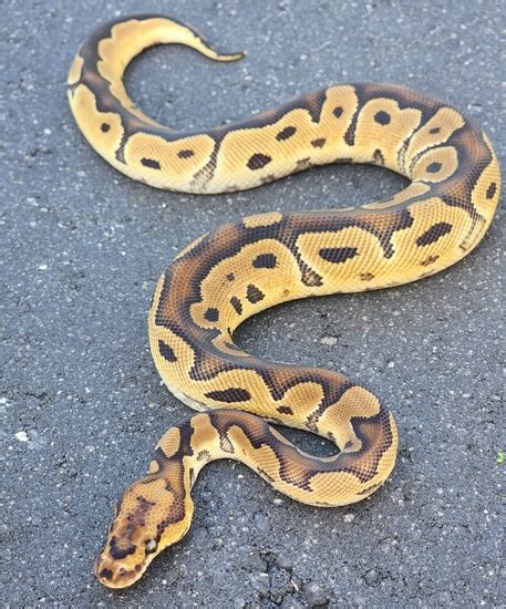 No Reserve Clown 100 Het Dg Male And Od Leopard Enchi 100 Het Pied 66